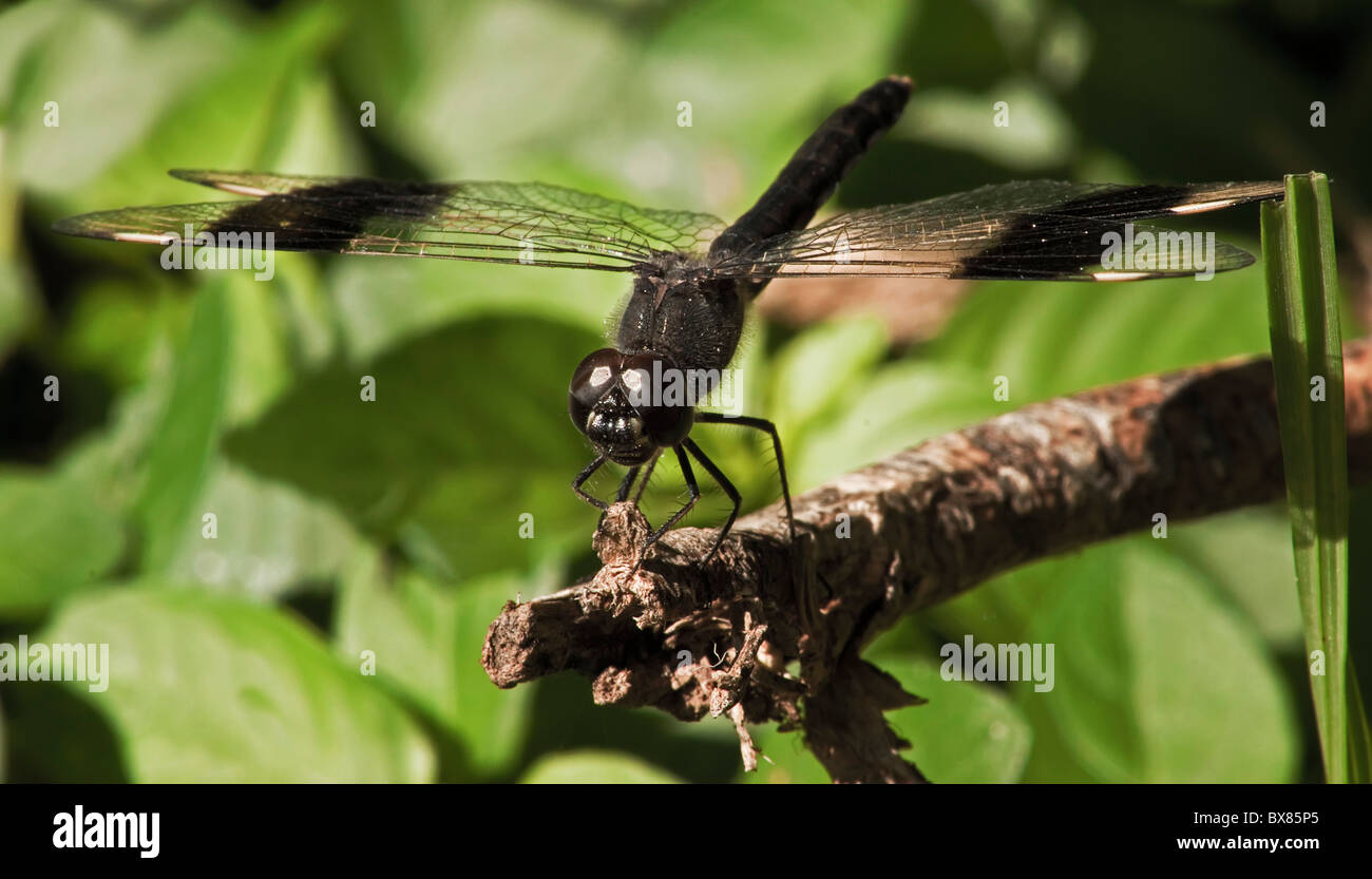 Dragonfly macro insect animal hi-res stock photography and images - Alamy