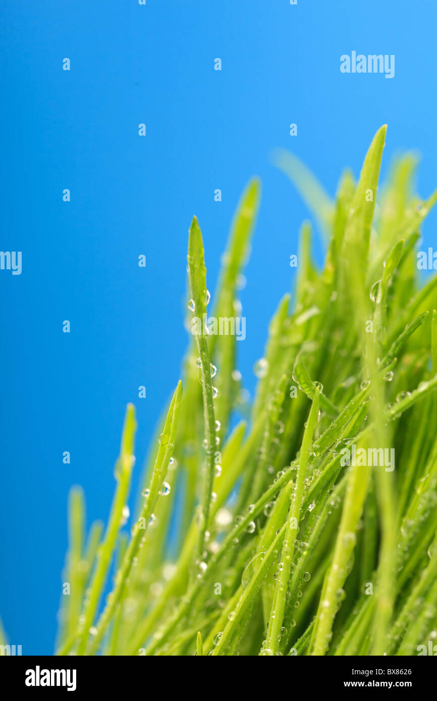 Fresh summer day hi-res stock photography and images - Alamy