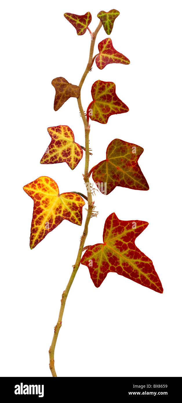 Ivy branch. Rich in color and exquisite form Stock Photo - Alamy