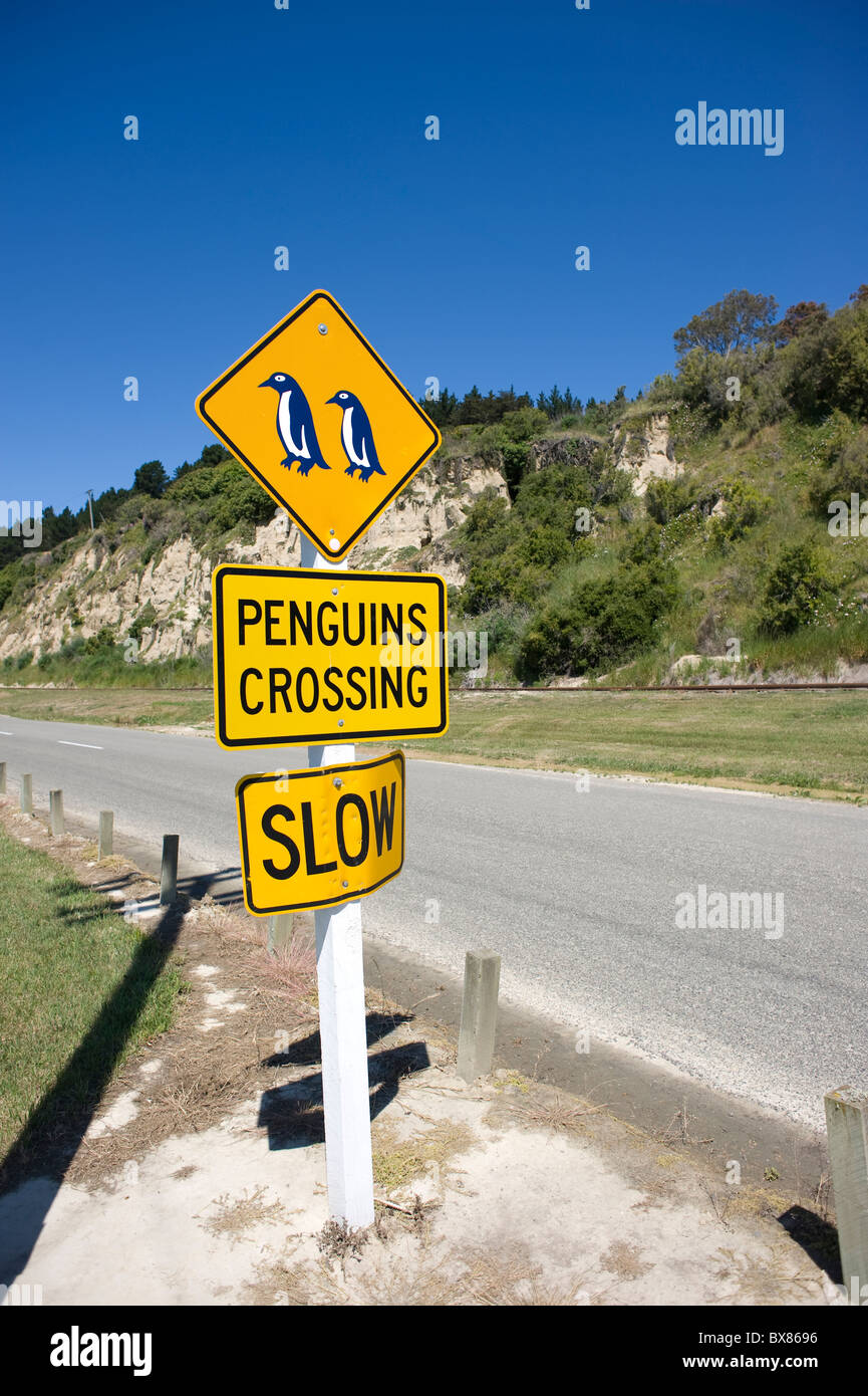 Blue Penguin Road Crossing High Resolution Stock Photography and Images ...