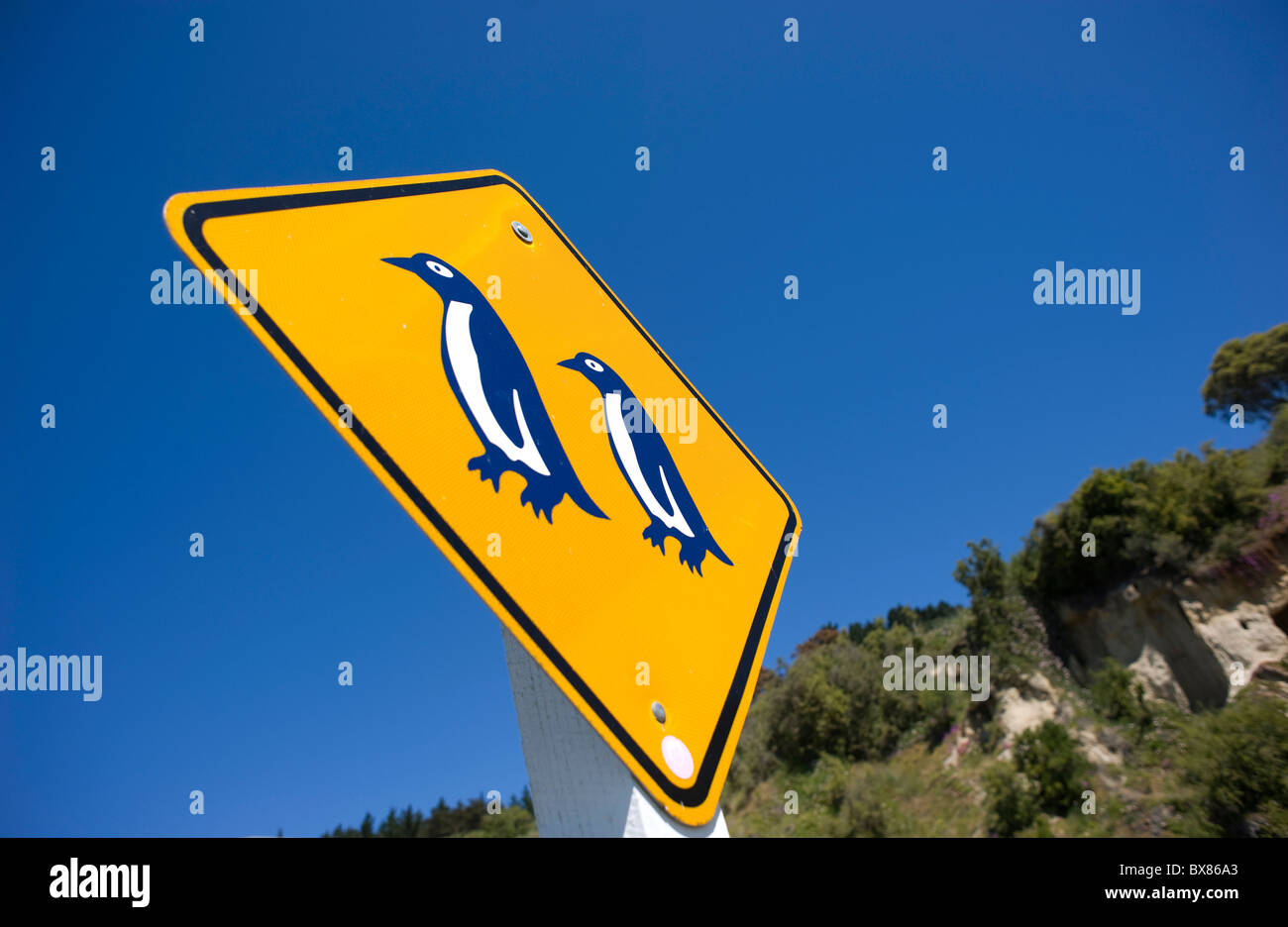 Blue Penguin Road Crossing High Resolution Stock Photography and Images ...