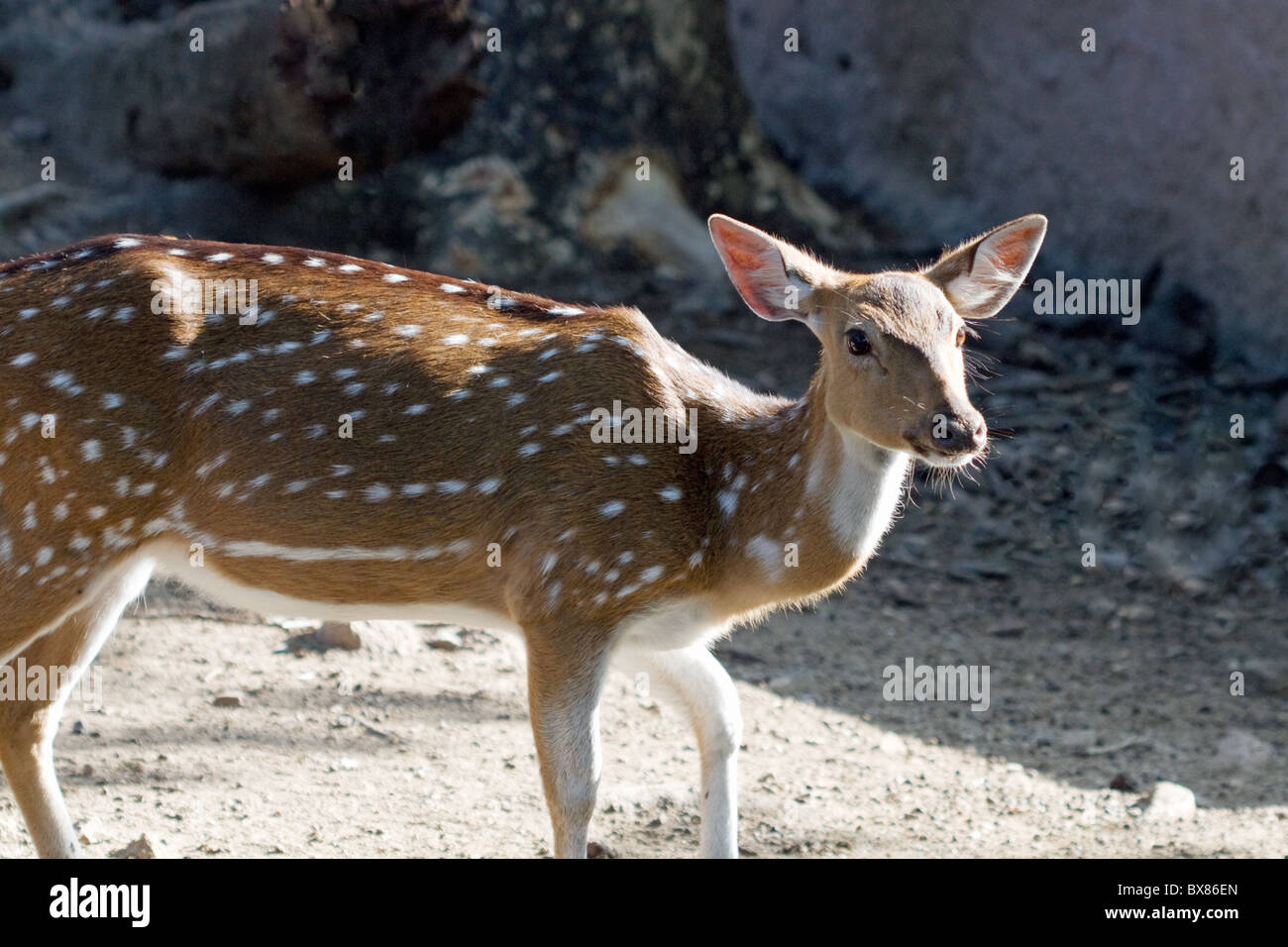 Spotted deer standing alert hi-res stock photography and images - Alamy