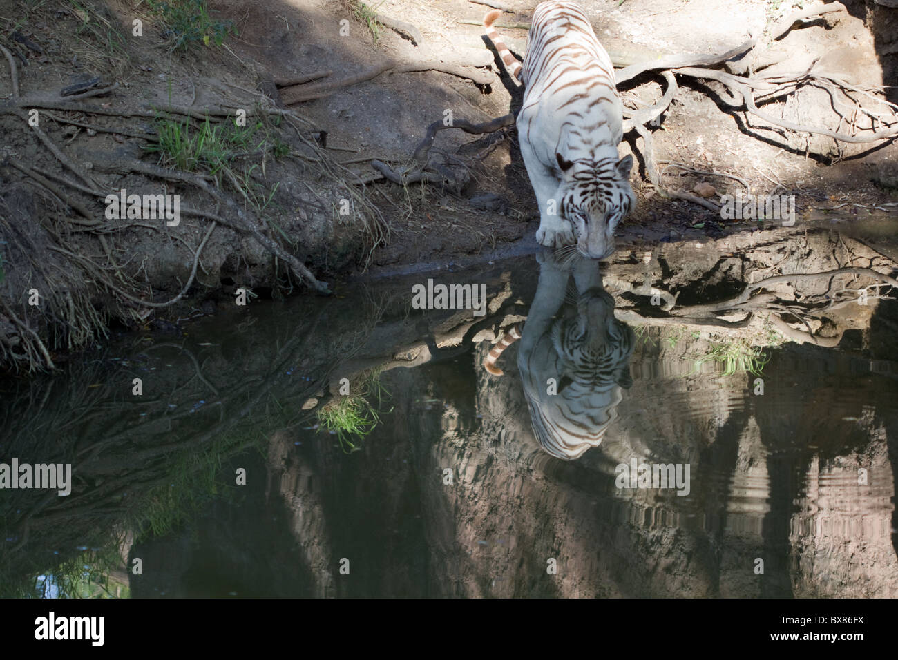 white tiger and reflection Stock Photo - Alamy
