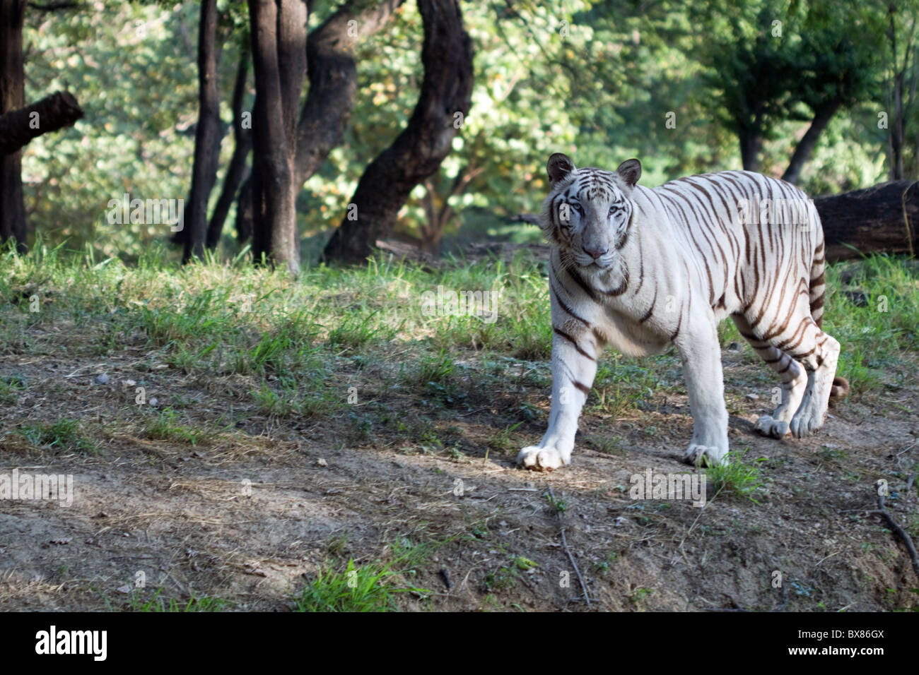 White tiger body hi-res stock photography and images - Alamy
