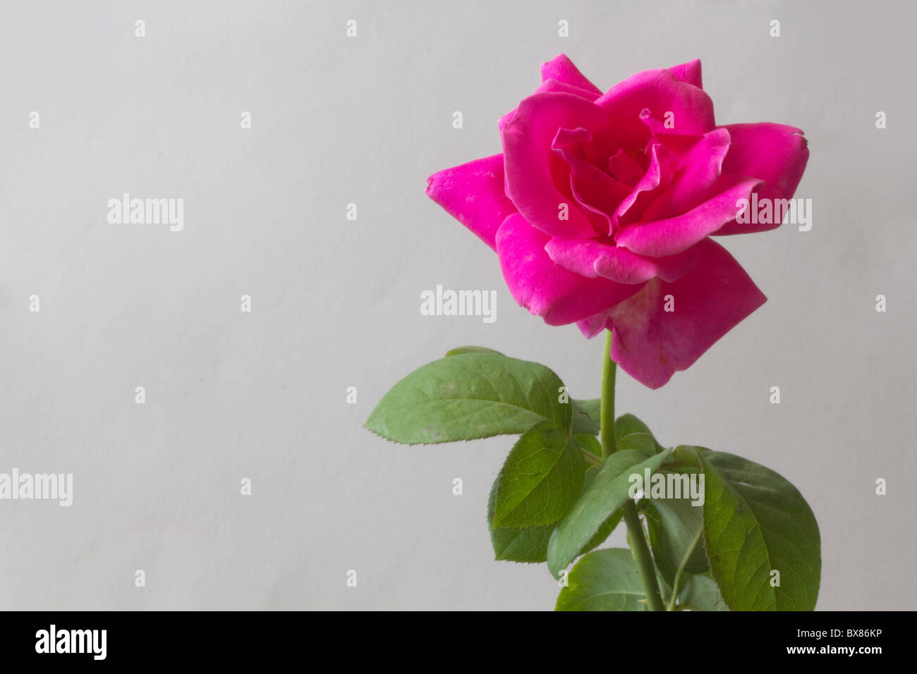 White wild flower close Cut Out Stock Images & Pictures - Alamy