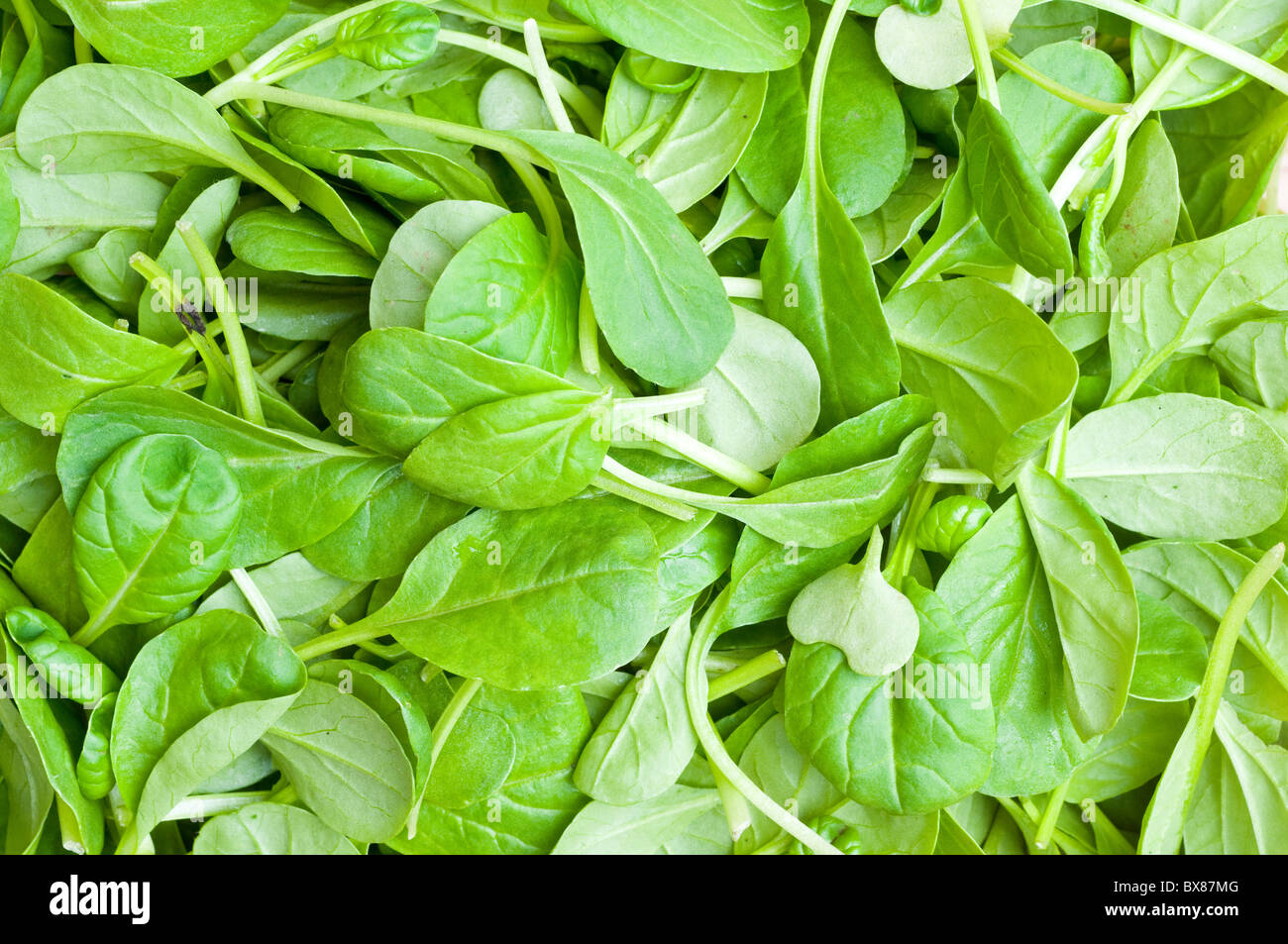 Organic Spring Mix green Lettuce Stock Photo - Alamy