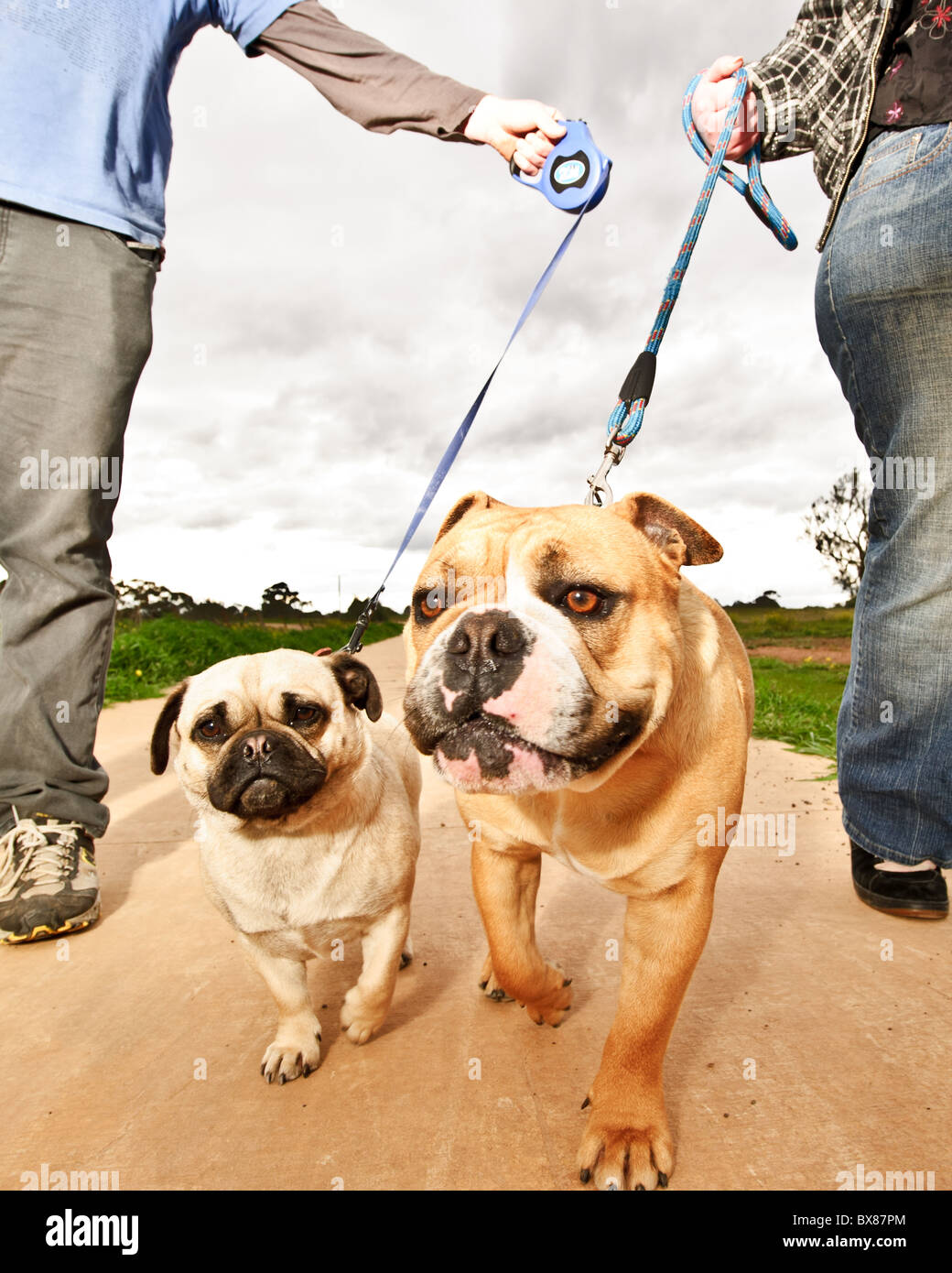 Walking the dogs Stock Photo - Alamy