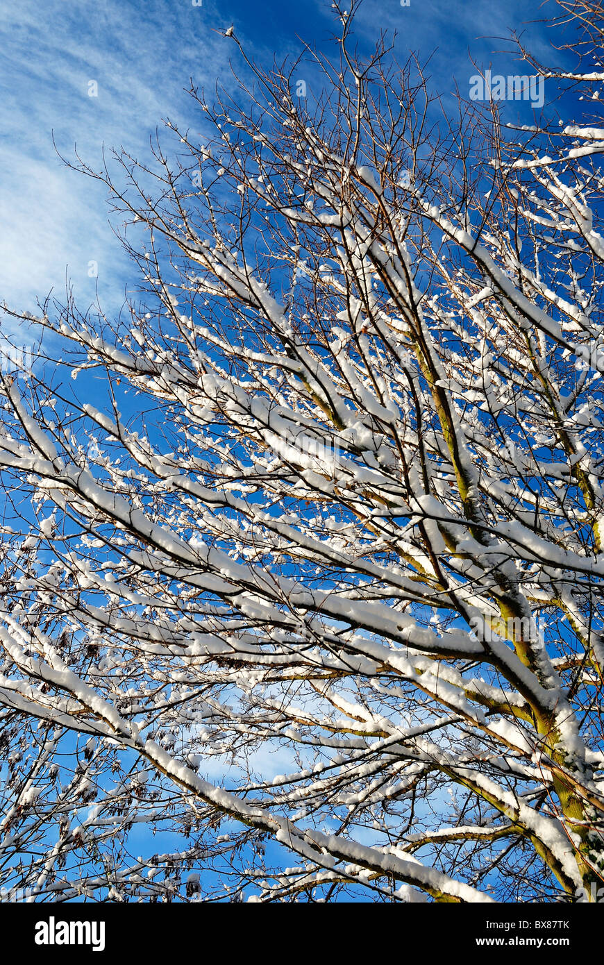winter scene snow tree Stock Photo - Alamy