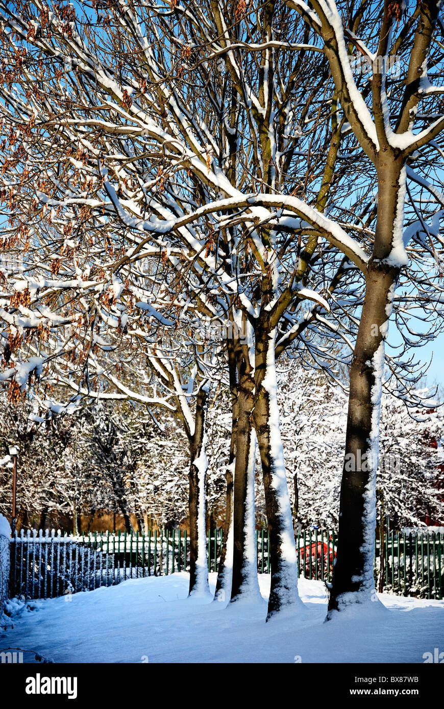 winter scene trees in snow Stock Photo - Alamy