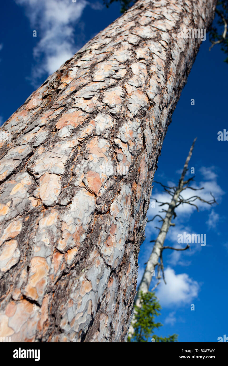 Bark and trunk of a very old pine tree ( pinus sylvestris ) , Finland ...