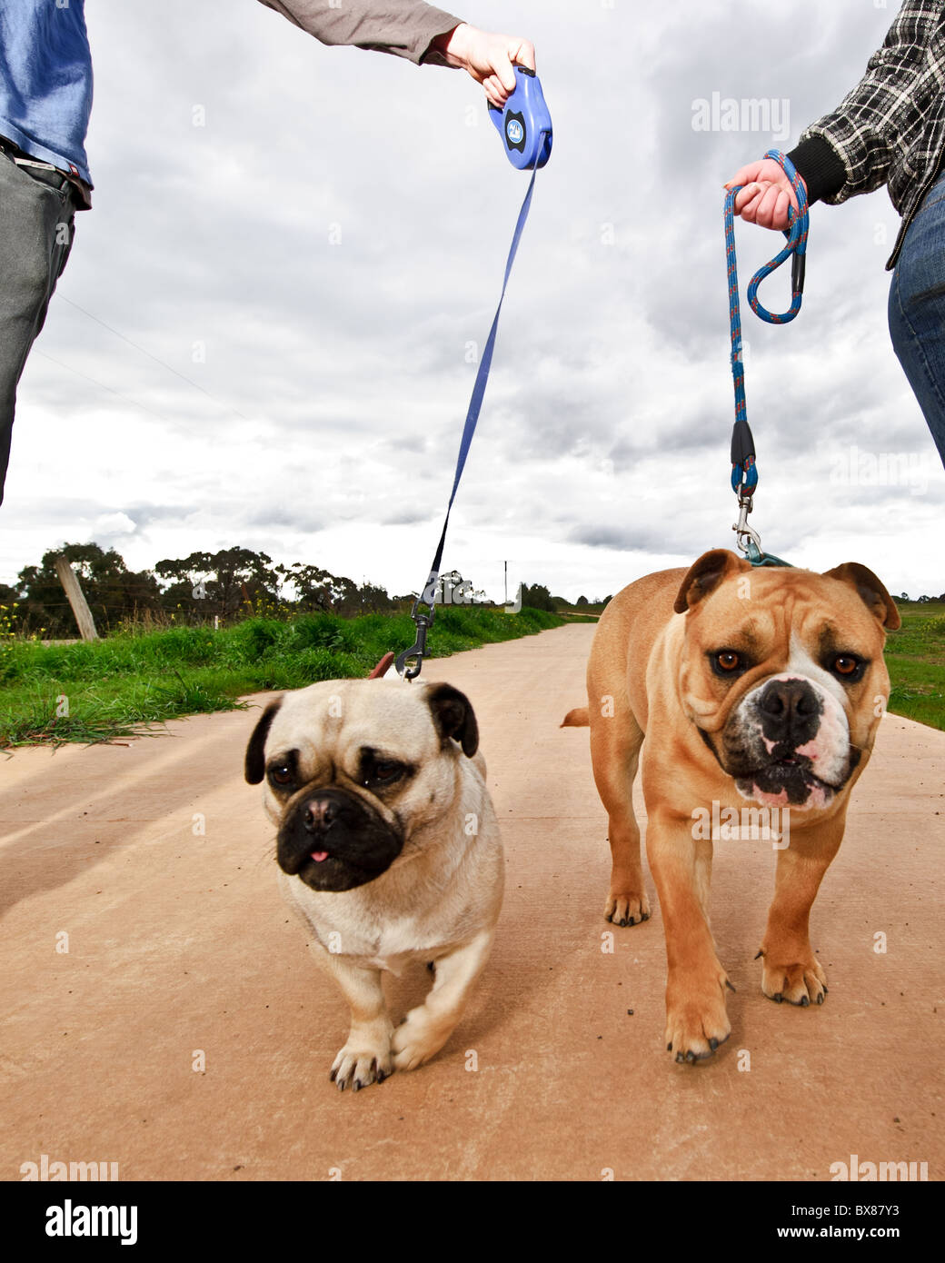 Walking the dogs Stock Photo - Alamy