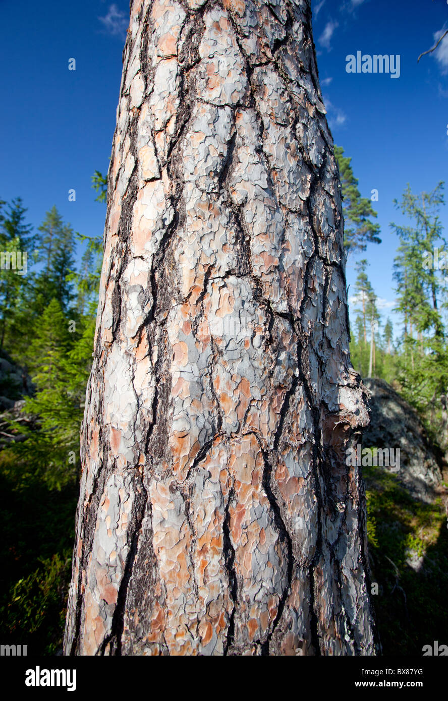 Bark and trunk of a very old pine tree ( pinus sylvestris ) , Finland ...