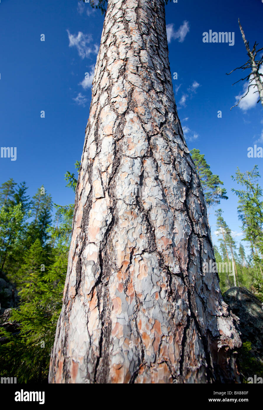 Scaly Bark Stock Photos & Scaly Bark Stock Images - Alamy