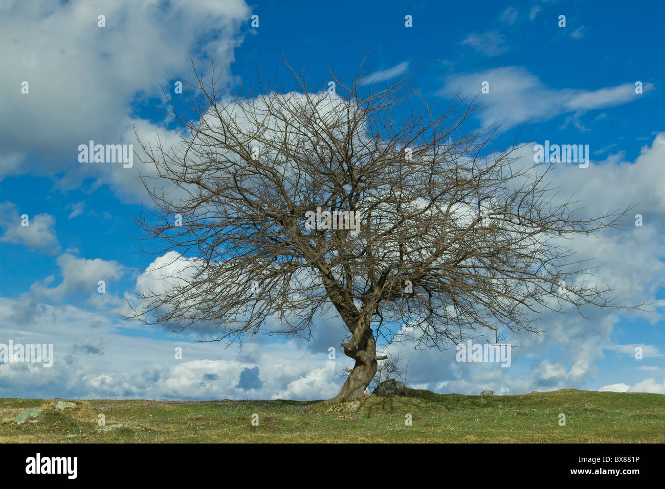 Tara mountain hi-res stock photography and images - Alamy