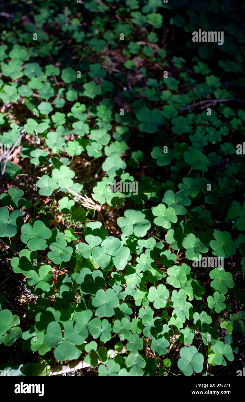 Common wood-sorrel ( Oxalis acetosella ) growth in forest , Finland ...