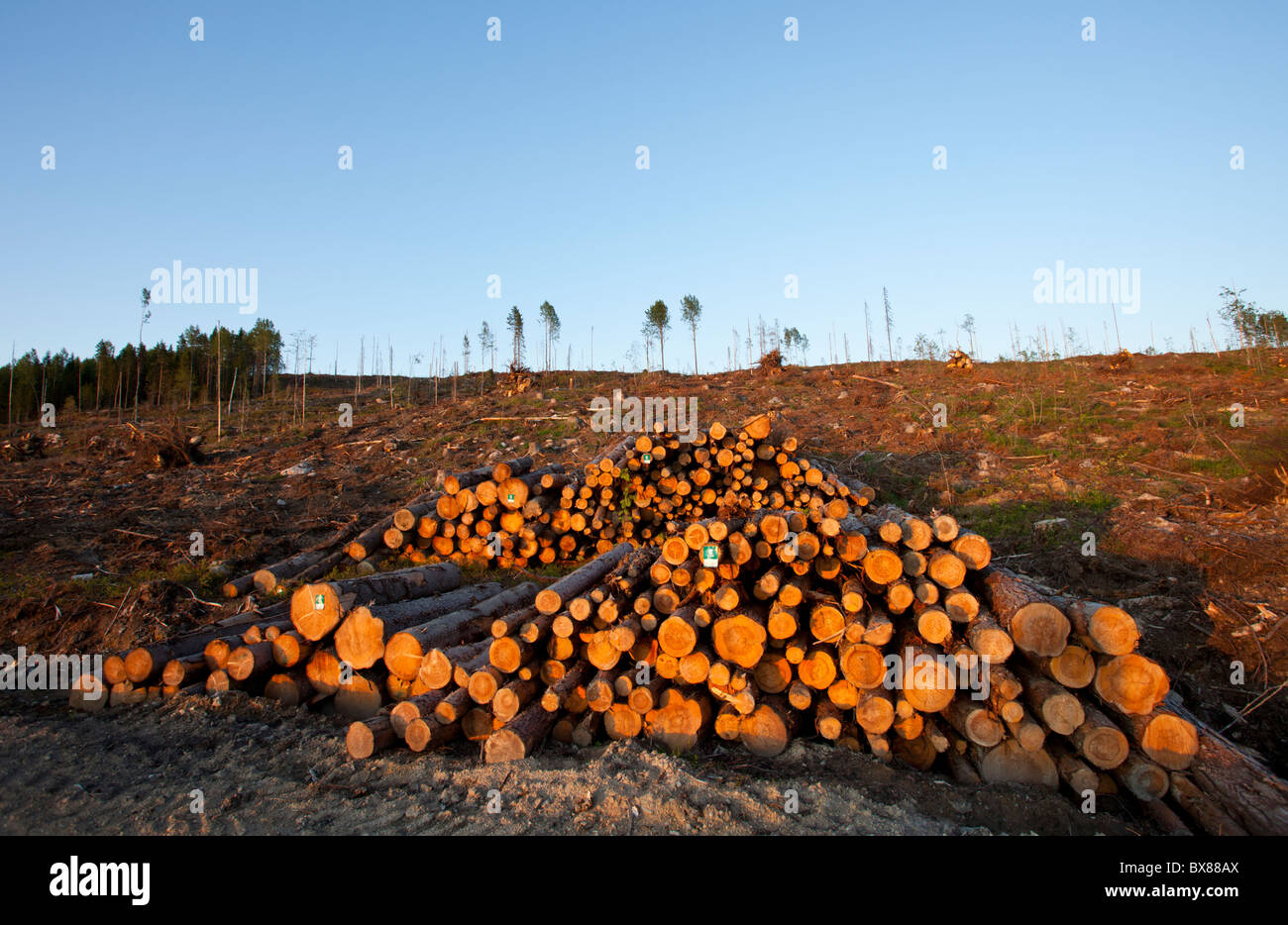 Pine ( pinus sylvestris ) log piles at Finnish clear felling site ...