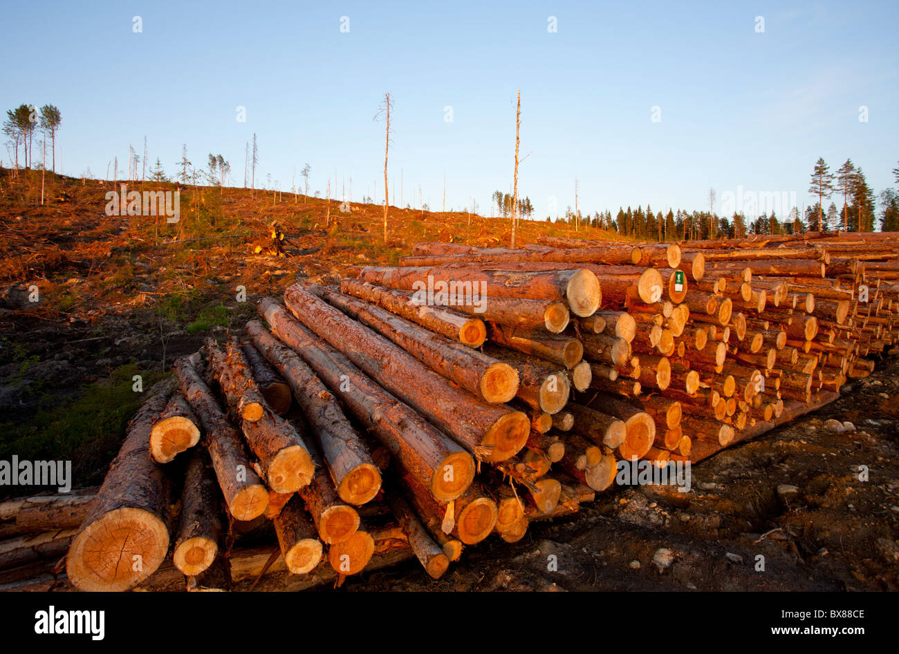 Pine ( pinus sylvestris ) log piles at Finnish clear felling site ...