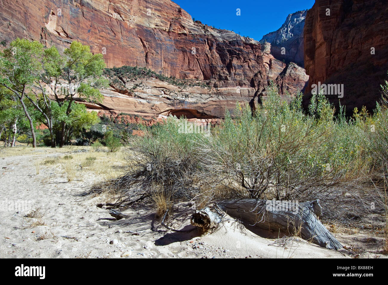 Zion National Park Utah autumn landscape virgin Stock Photo - Alamy