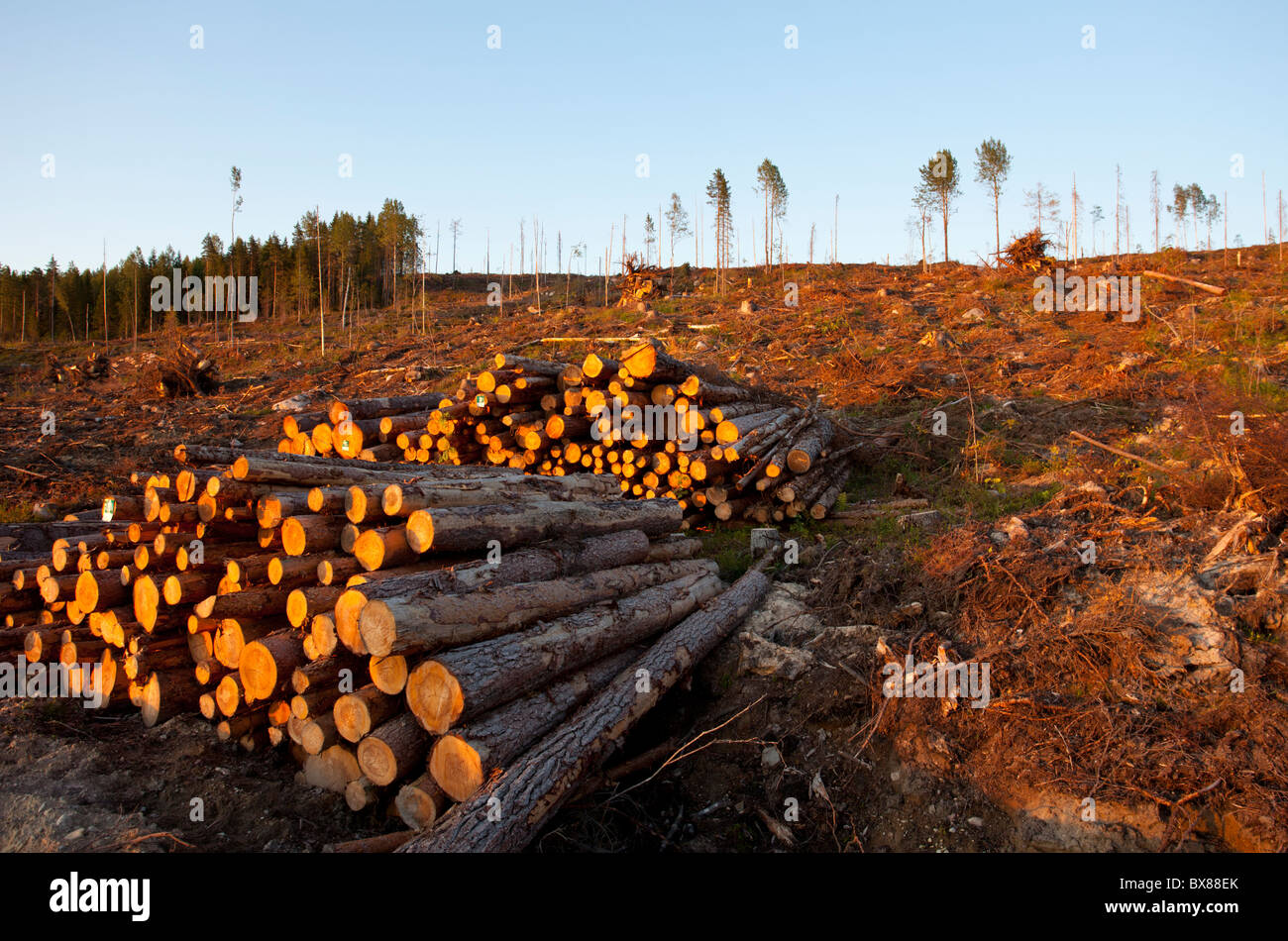 Clear felling hi-res stock photography and images - Alamy