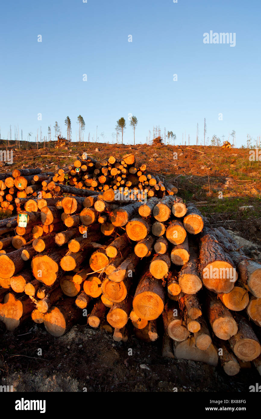 Clear felling hi-res stock photography and images - Alamy