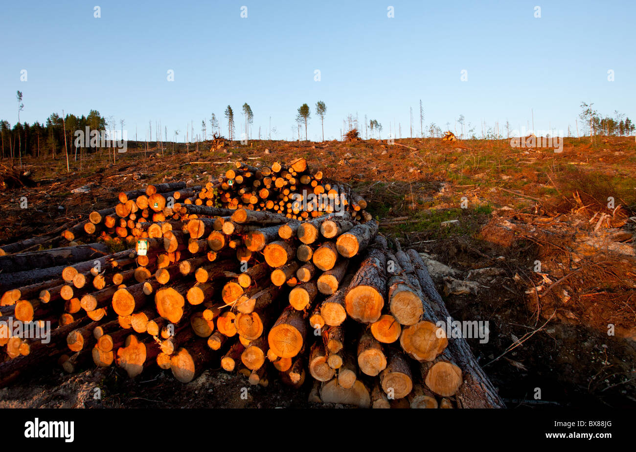 Clear felling hi-res stock photography and images - Alamy