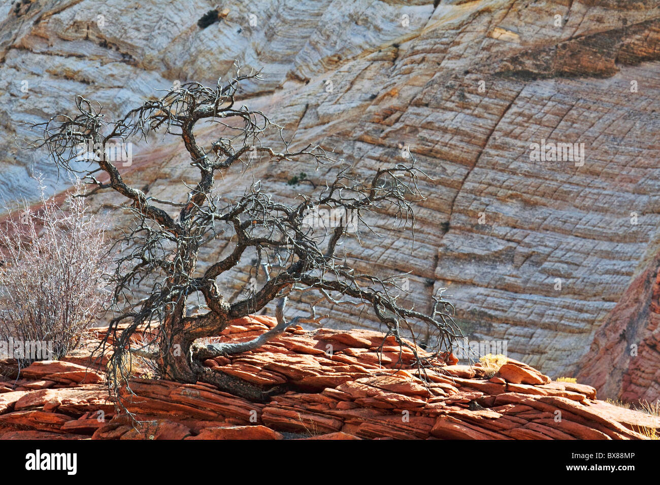 Stunted tree on rocky outcrop Stock Photo - Alamy