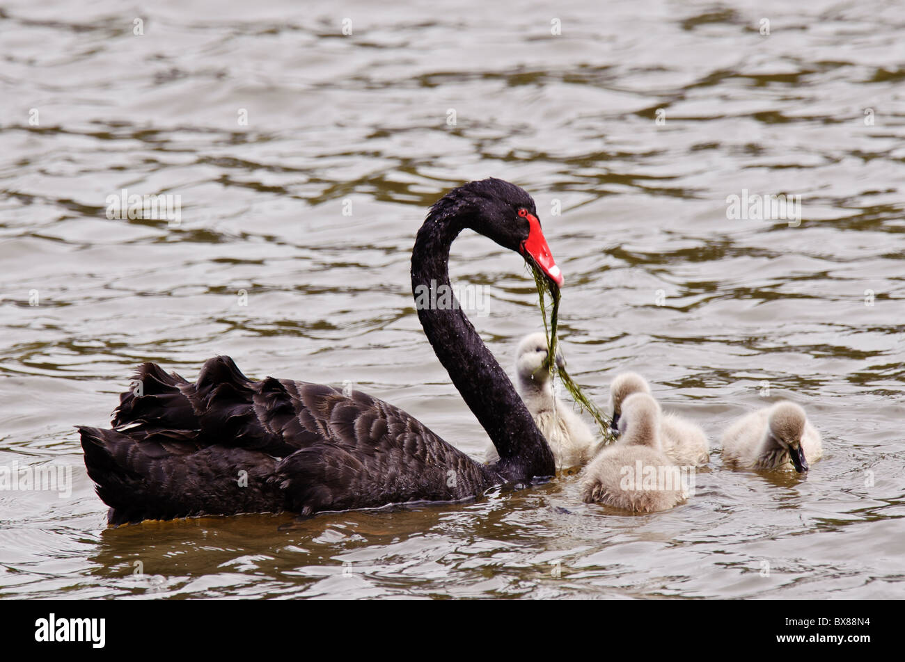 Black swan, Cygnus atratus Stock Photo - Alamy