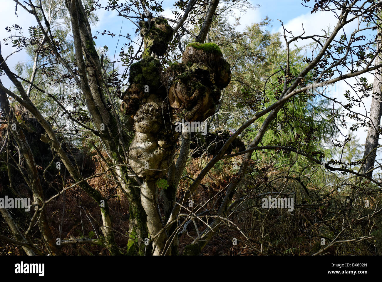 Distorted tree hi-res stock photography and images - Alamy
