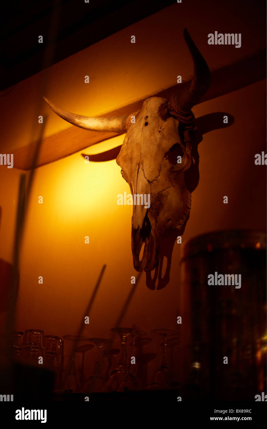 bull skull in bar Stock Photo - Alamy