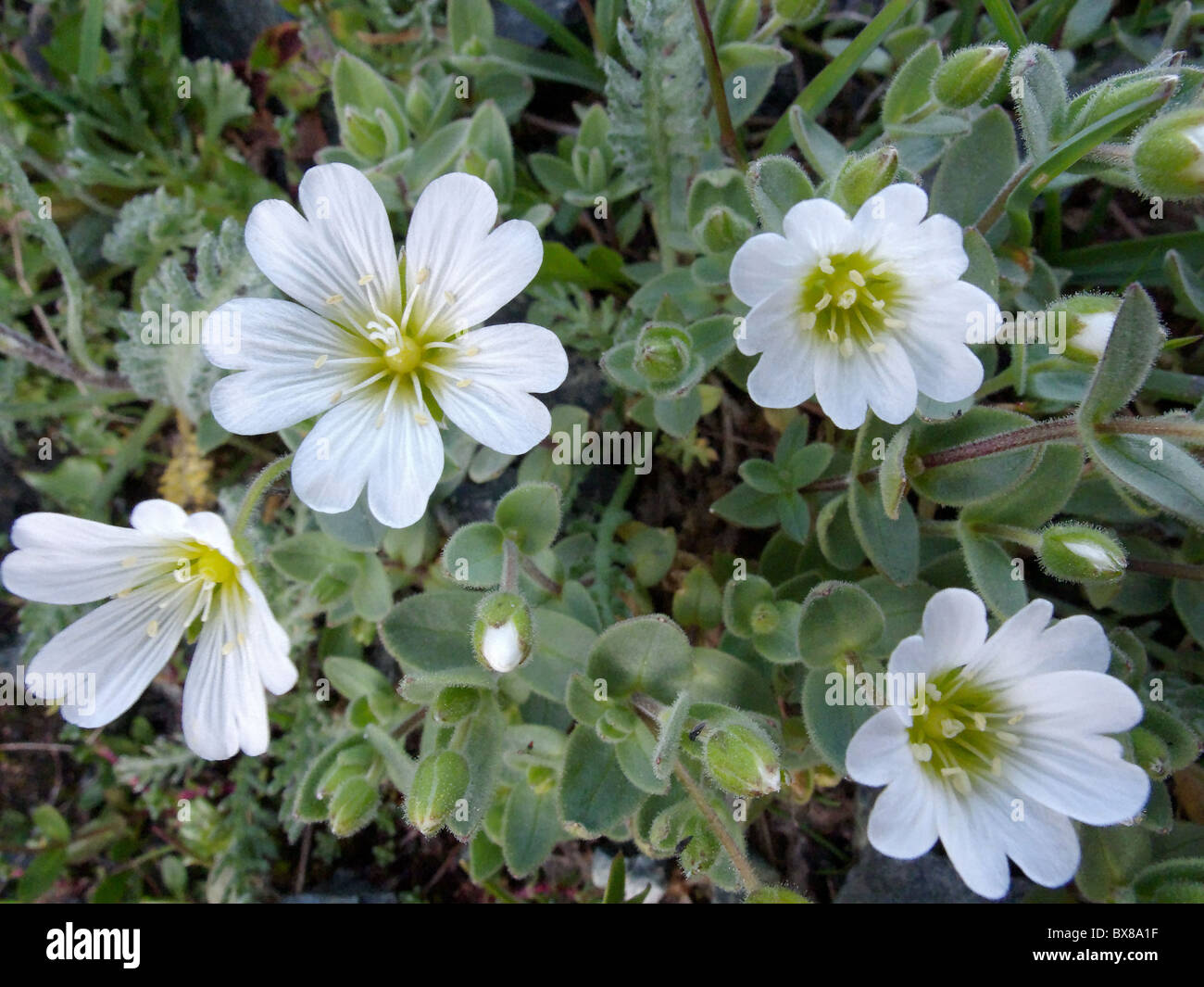 A clump of Broad-leaved Mouse-ear growing in the Swiss Alps Stock Photo ...