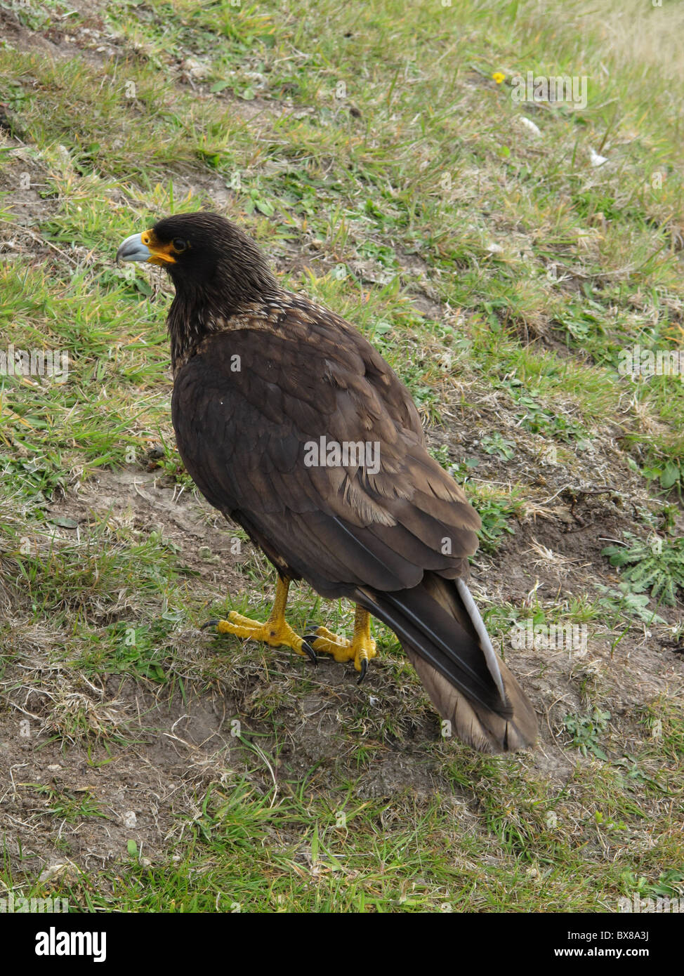 Rooks bird vogel carcass settlement island port pattison animal hi-res ...