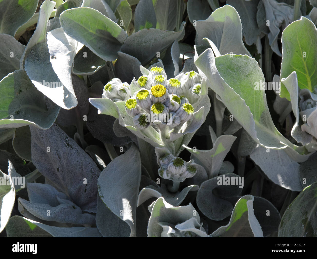 Sea cabbage flowers (Senecio candicans), Port Pattison, Carcass ...