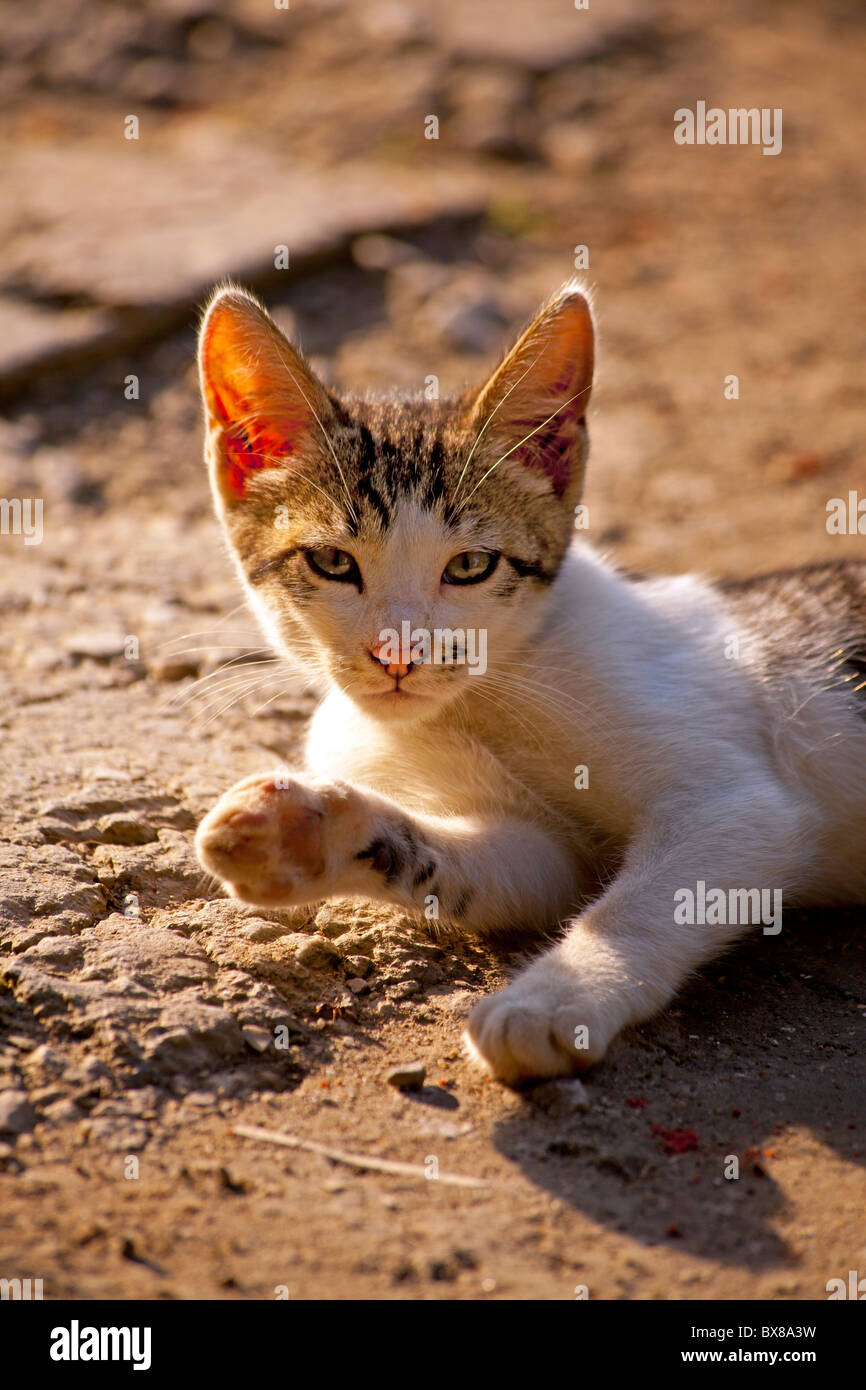 Mammals of bulgaria hi-res stock photography and images - Alamy