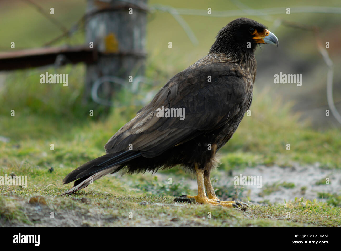 Johnny rook hi-res stock photography and images - Alamy