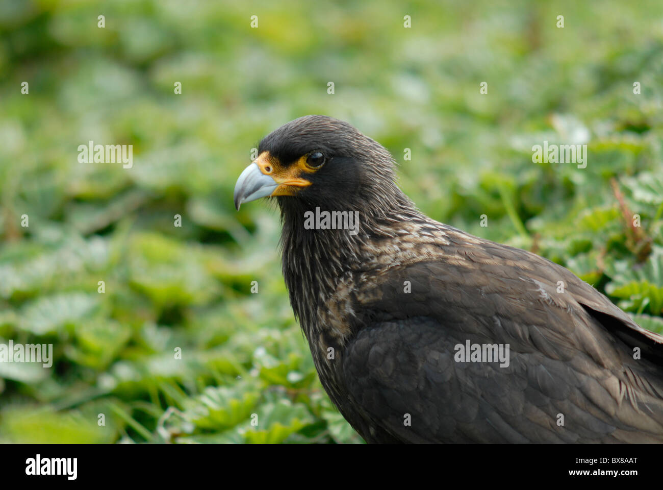Johnny rook hi-res stock photography and images - Alamy
