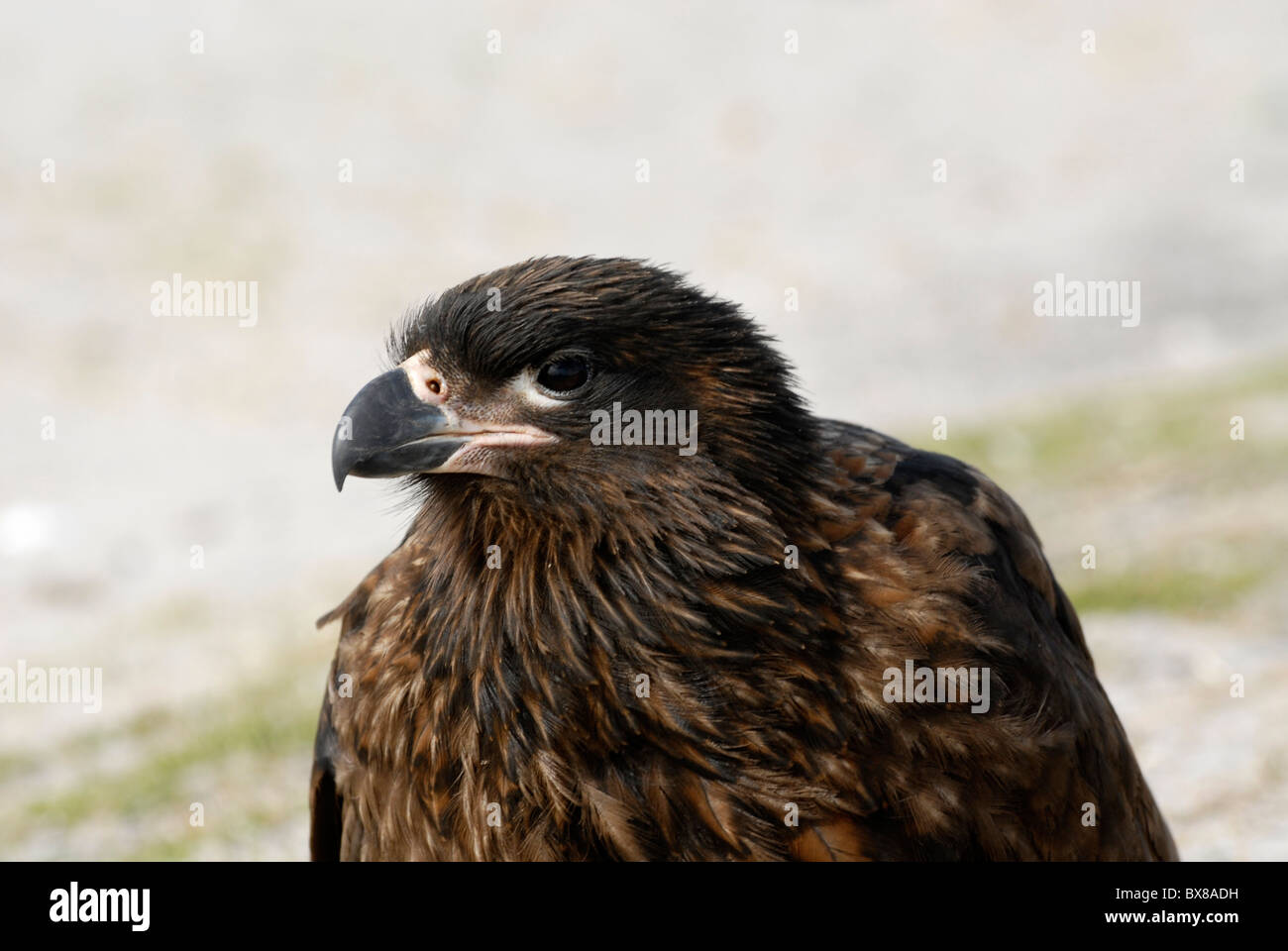 Johnny rook hi-res stock photography and images - Alamy