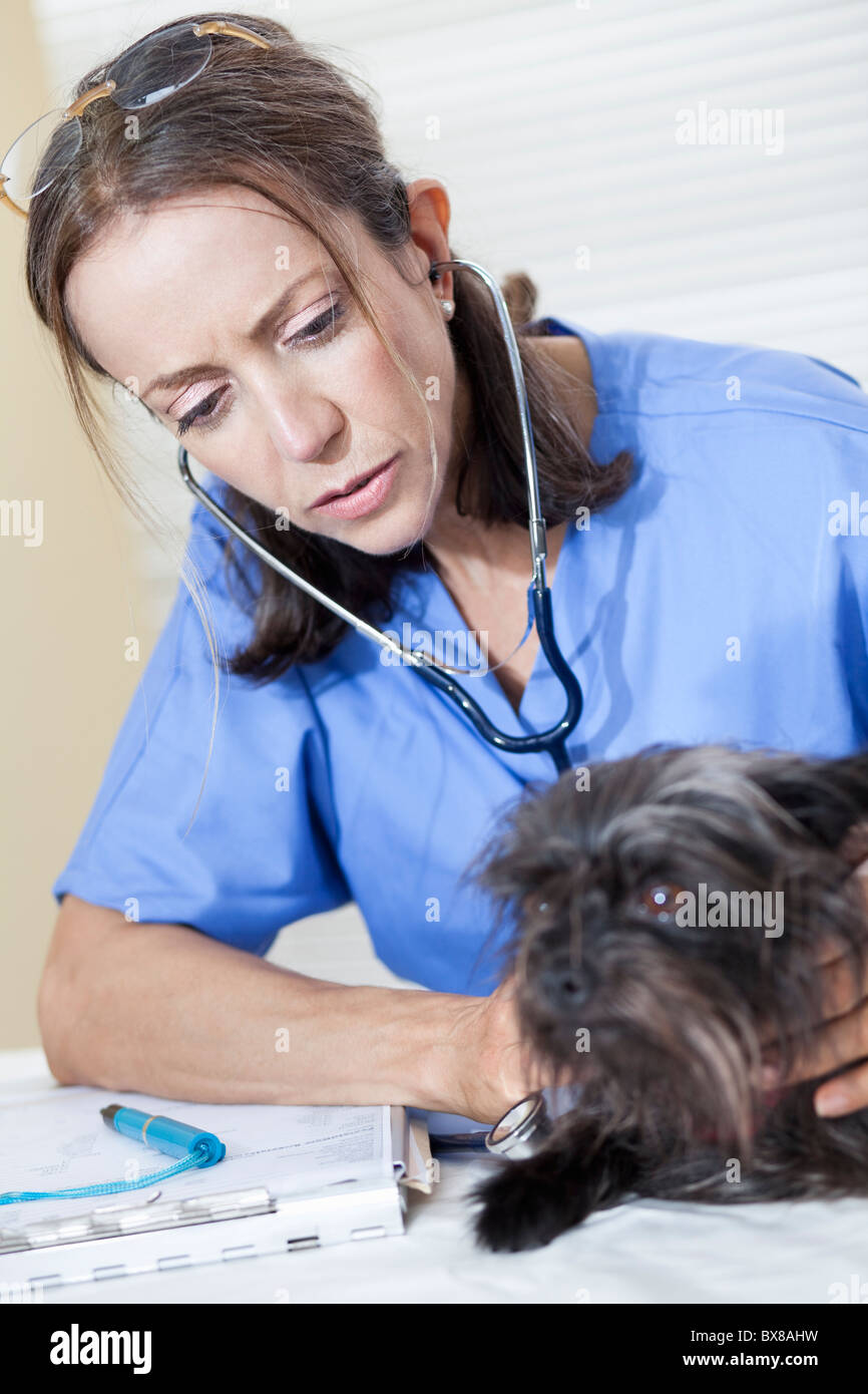 Medical doctor dog hi-res stock photography and images - Alamy