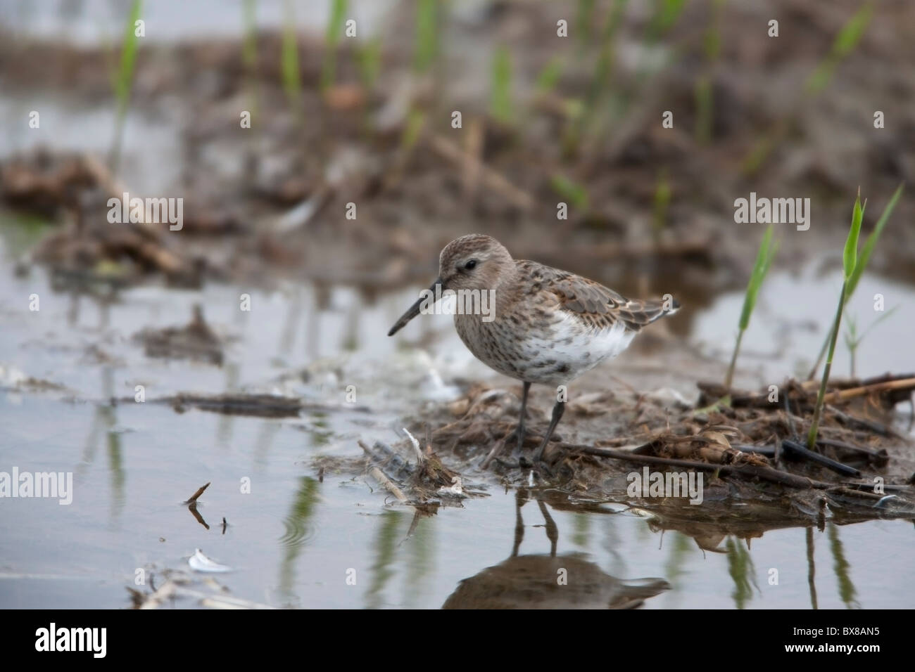Adult moulting hi-res stock photography and images - Alamy