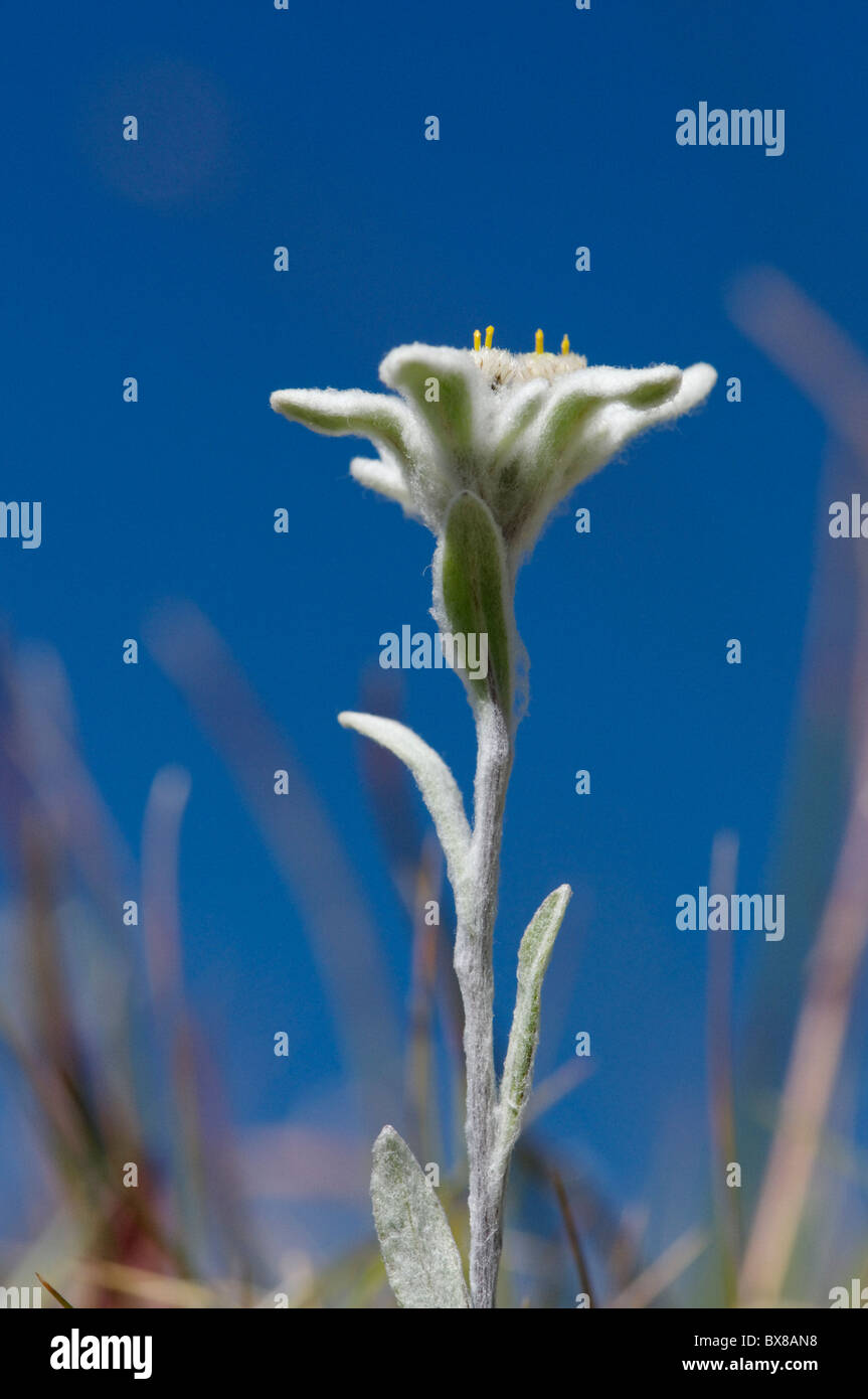 Edelweiss growing in the Swiss Alps Stock Photo - Alamy