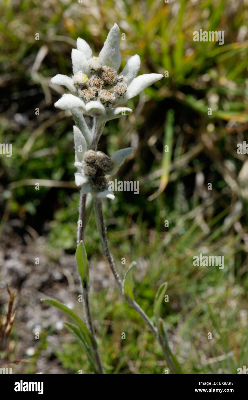 Edelweiss growing in the Swiss Alps Stock Photo - Alamy