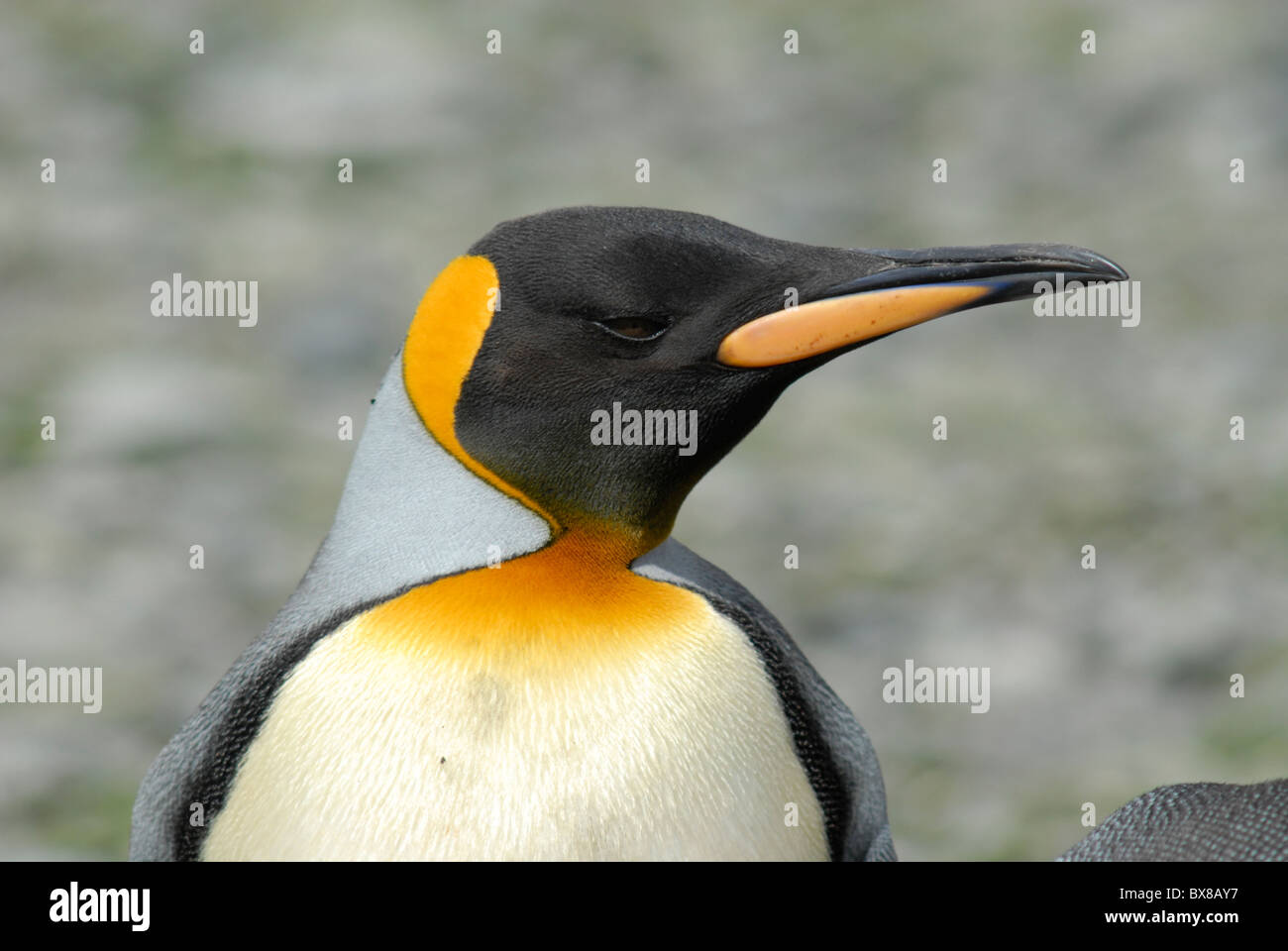 King penguin head hi-res stock photography and images - Alamy