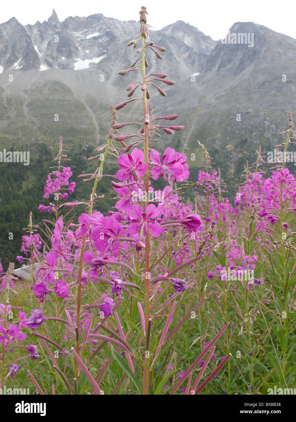 Tall fireweed hi-res stock photography and images - Alamy