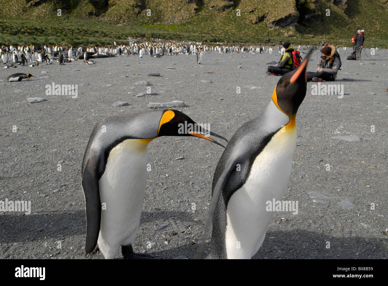 Animals Cleaning Each Other High Resolution Stock Photography and ...