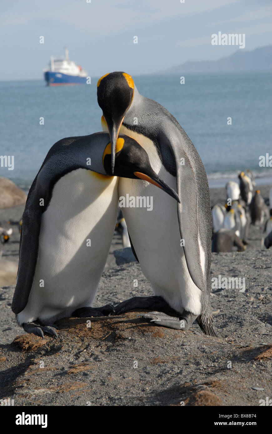 Cleaning each other hi-res stock photography and images - Alamy