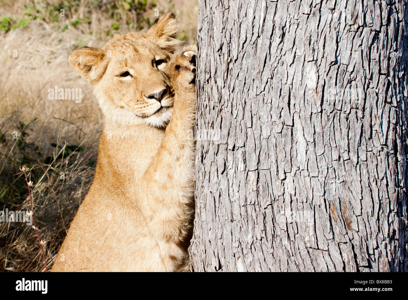 An African lion climbing a tree in the Zambian bush Stock Photo - Alamy