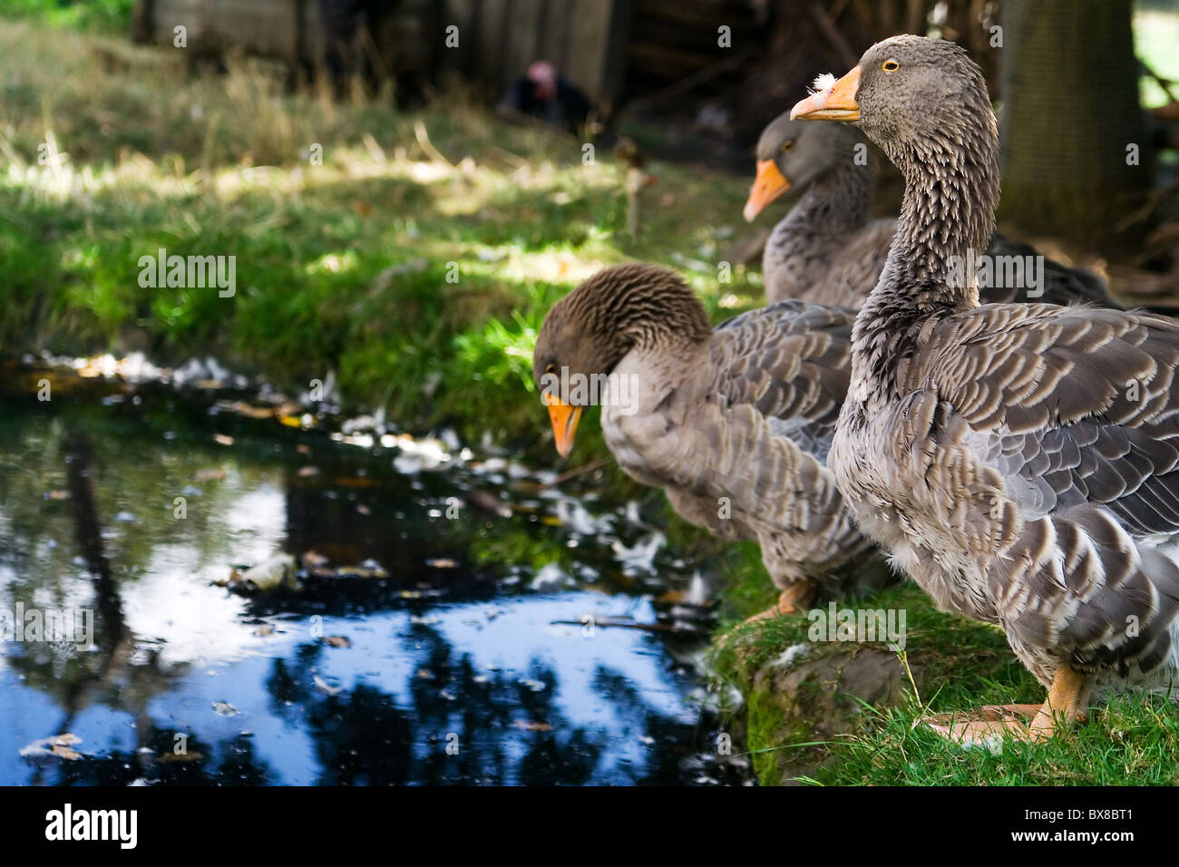 the gray geese by pond Stock Photo - Alamy