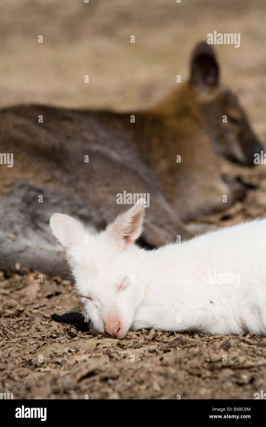Sleeping wallaby hi-res stock photography and images - Alamy