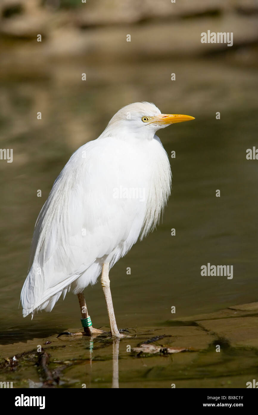 Bubulcus ibis hi-res stock photography and images - Alamy