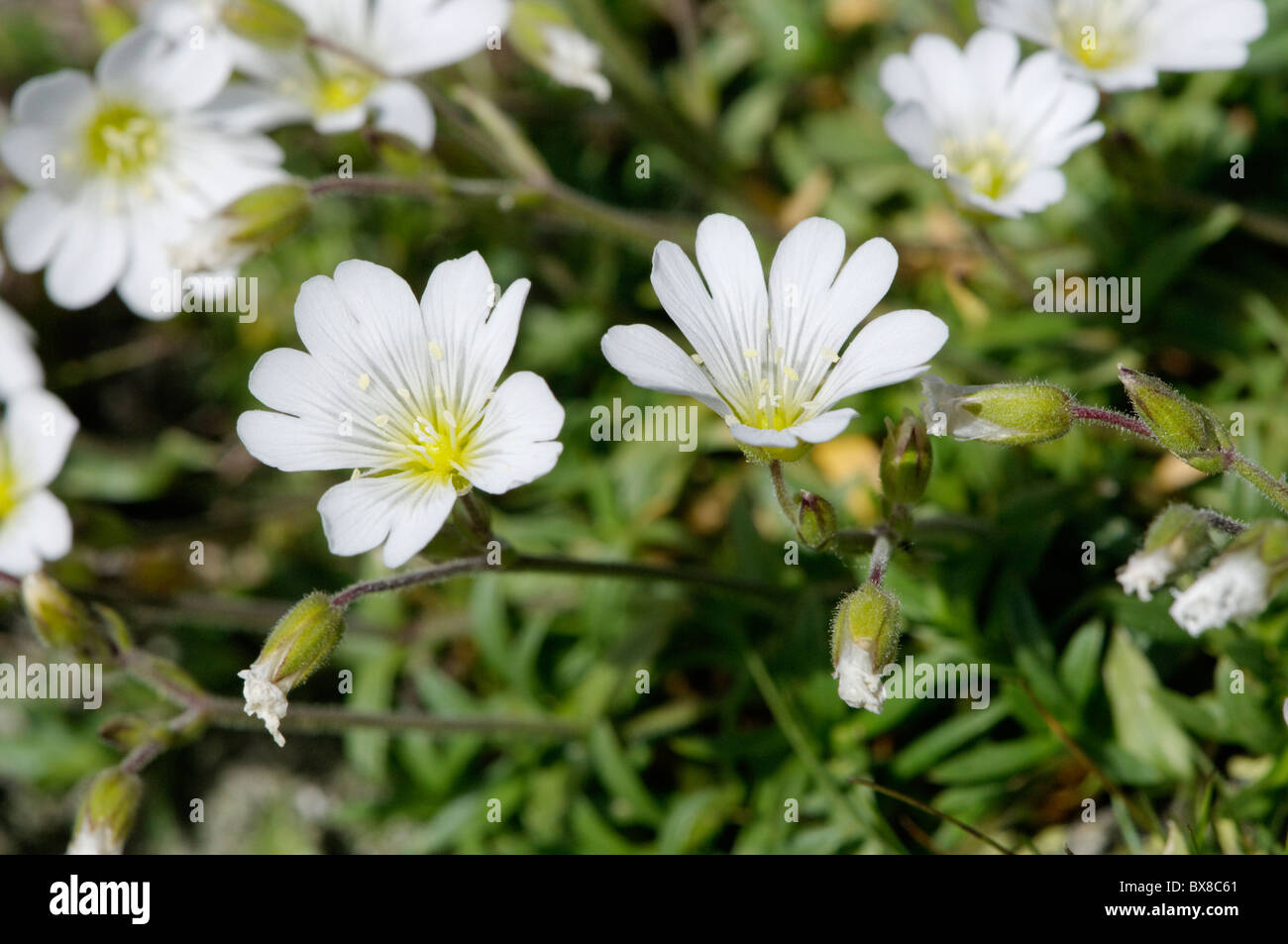 Alpine plant hi-res stock photography and images - Alamy