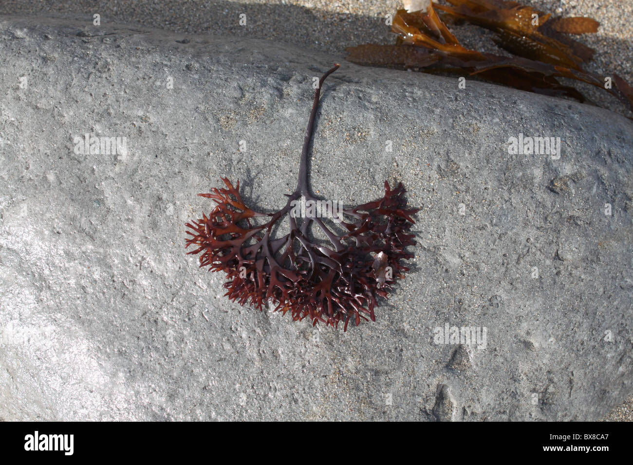 Irish moss seaweed Stock Photo - Alamy